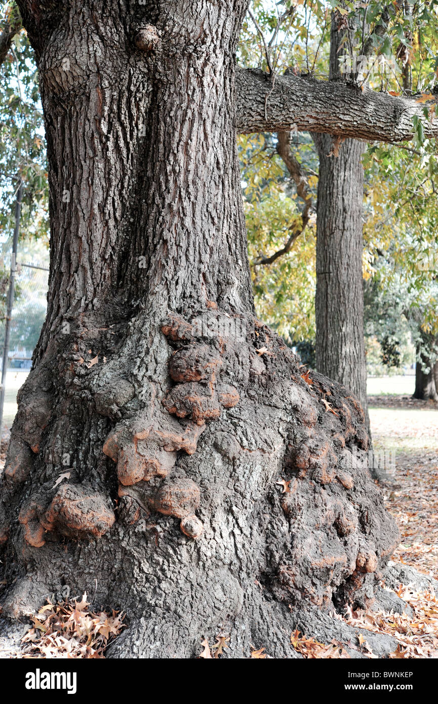 Gnarled oak tree hi-res stock photography and images - Alamy