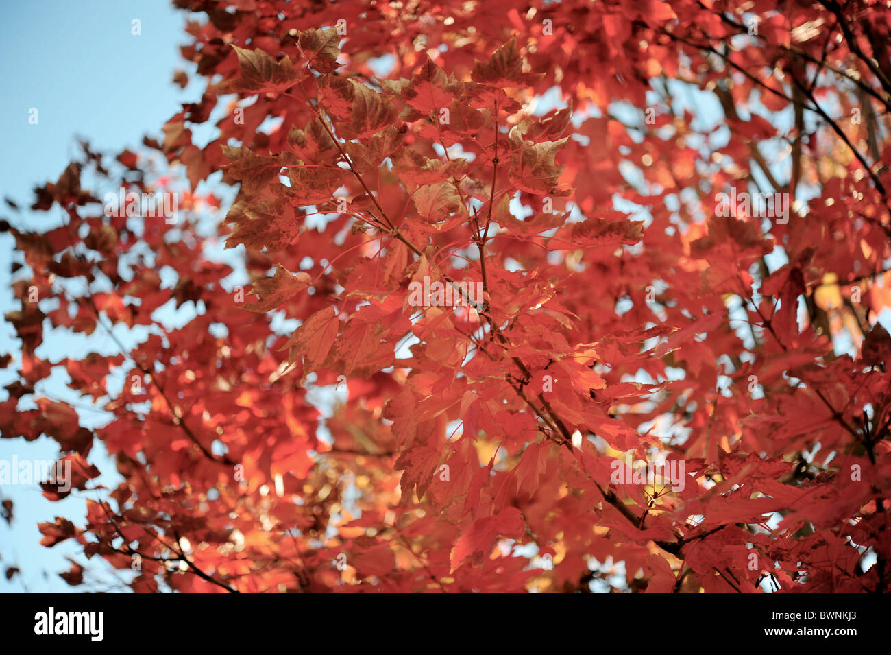 Rich orange fall colors on oak tree Stock Photo - Alamy