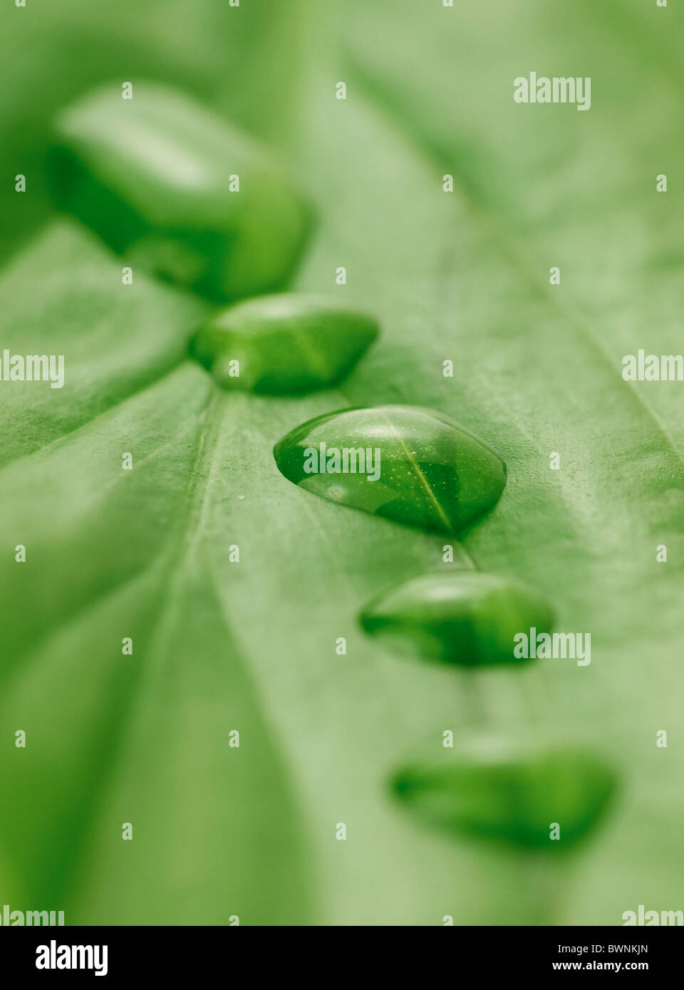 Rain drops on a green leaf hi-res stock photography and images - Alamy