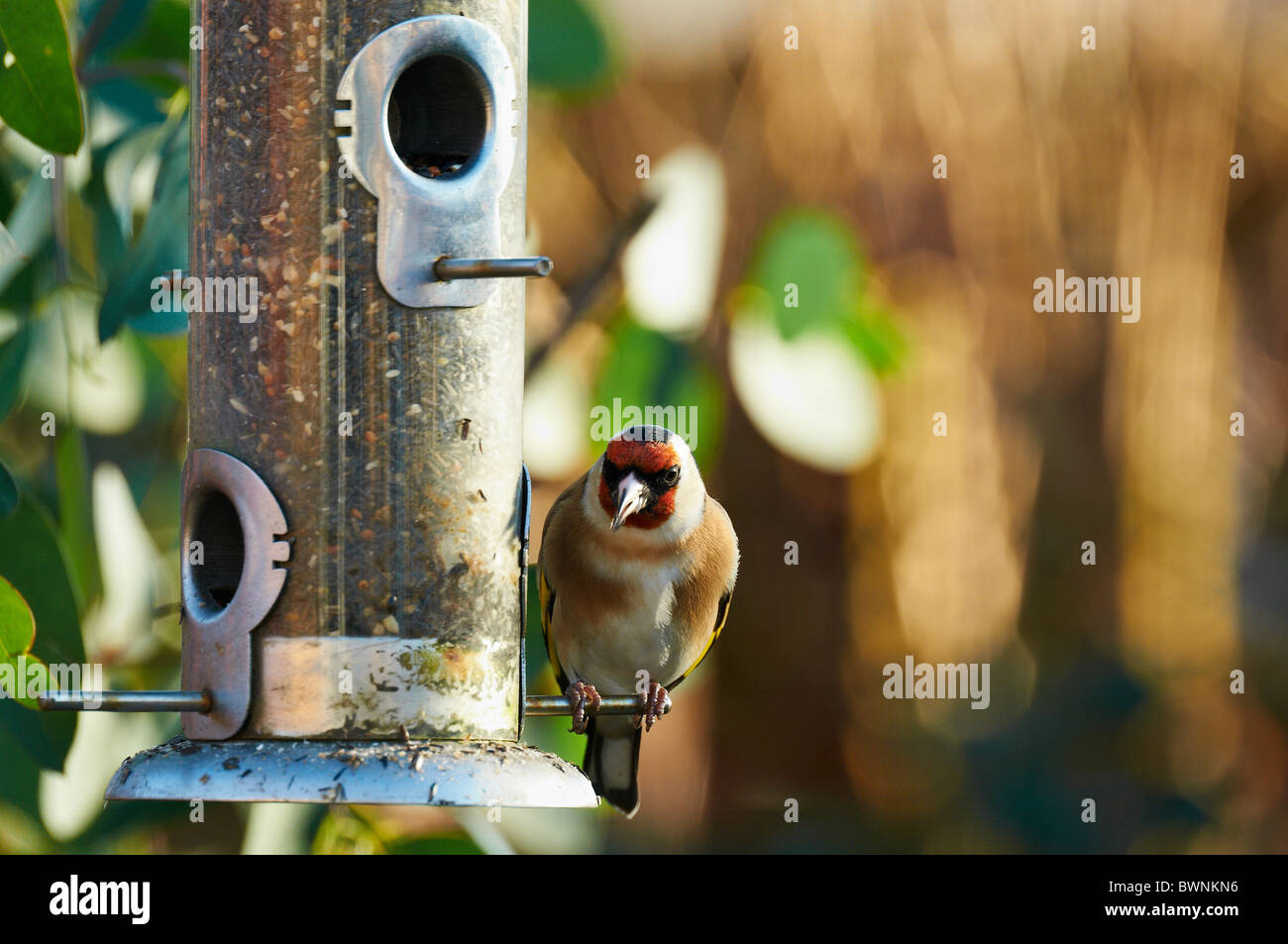 Goldfinch-A highly coloured finch with a bright red face and yellow ...
