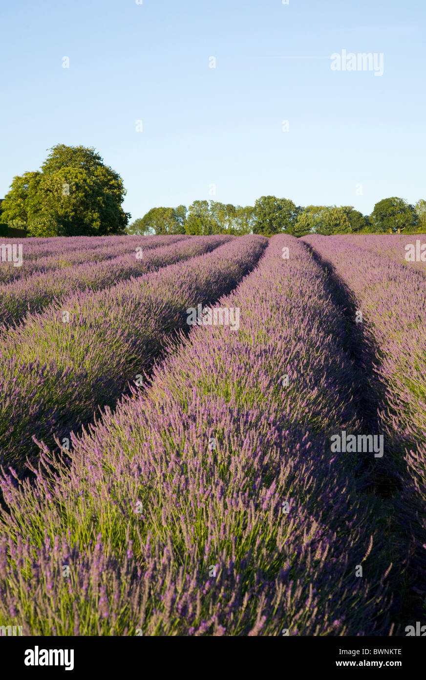 Lavender fields at Hartley Park Farm, Alton, Hampshire, England Stock ...
