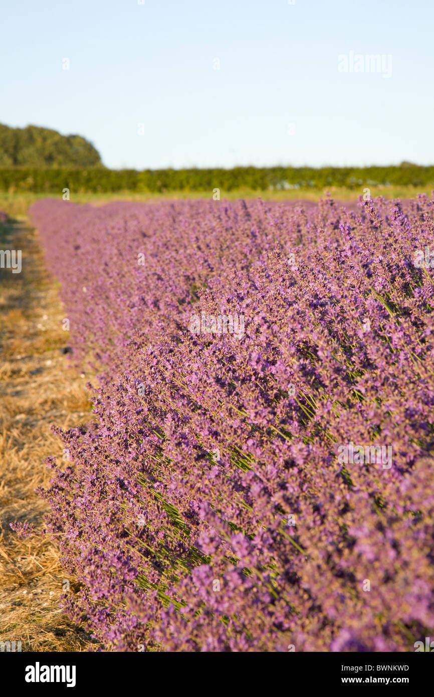 Lavender fields at Hartley Park Farm, Alton, Hampshire, England Stock ...