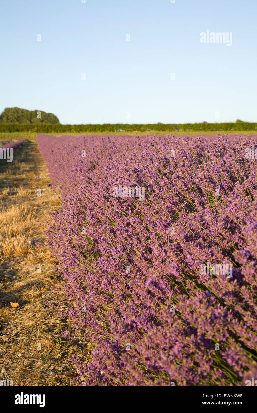 Lavender fields at Hartley Park Farm, Alton, Hampshire, England Stock ...
