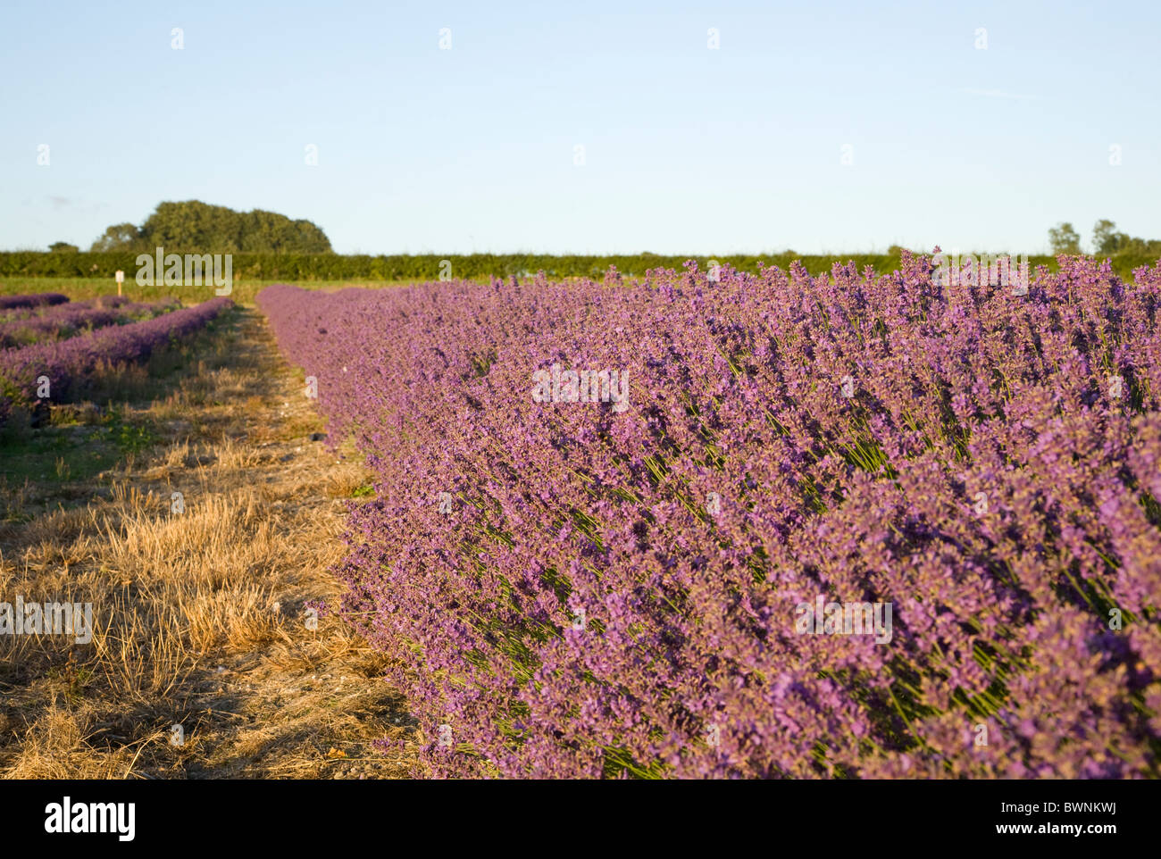 Lavender fields at Hartley Park Farm, Alton, Hampshire, England Stock ...