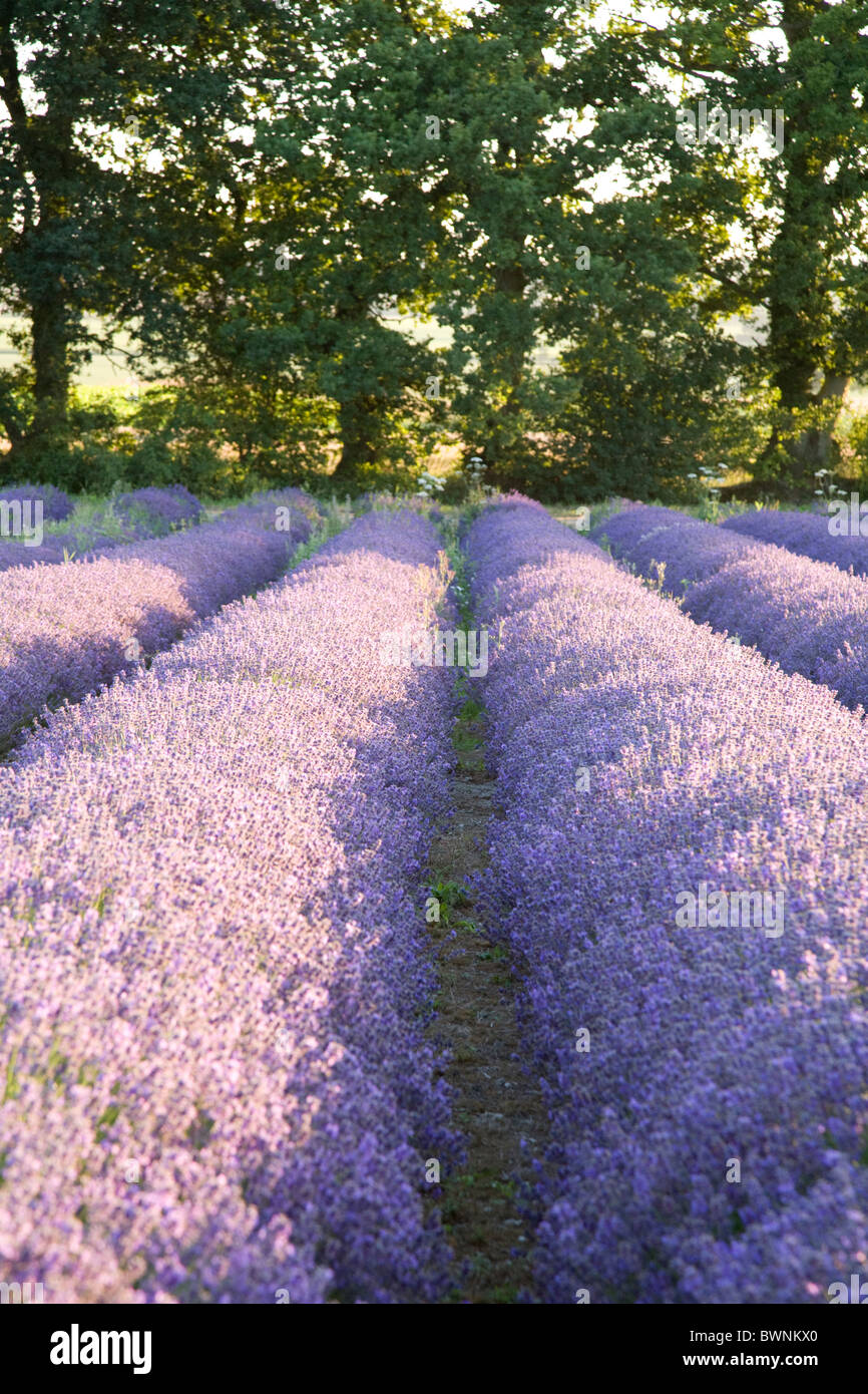 Lavender fields at Hartley Park Farm, Alton, Hampshire, England Stock ...