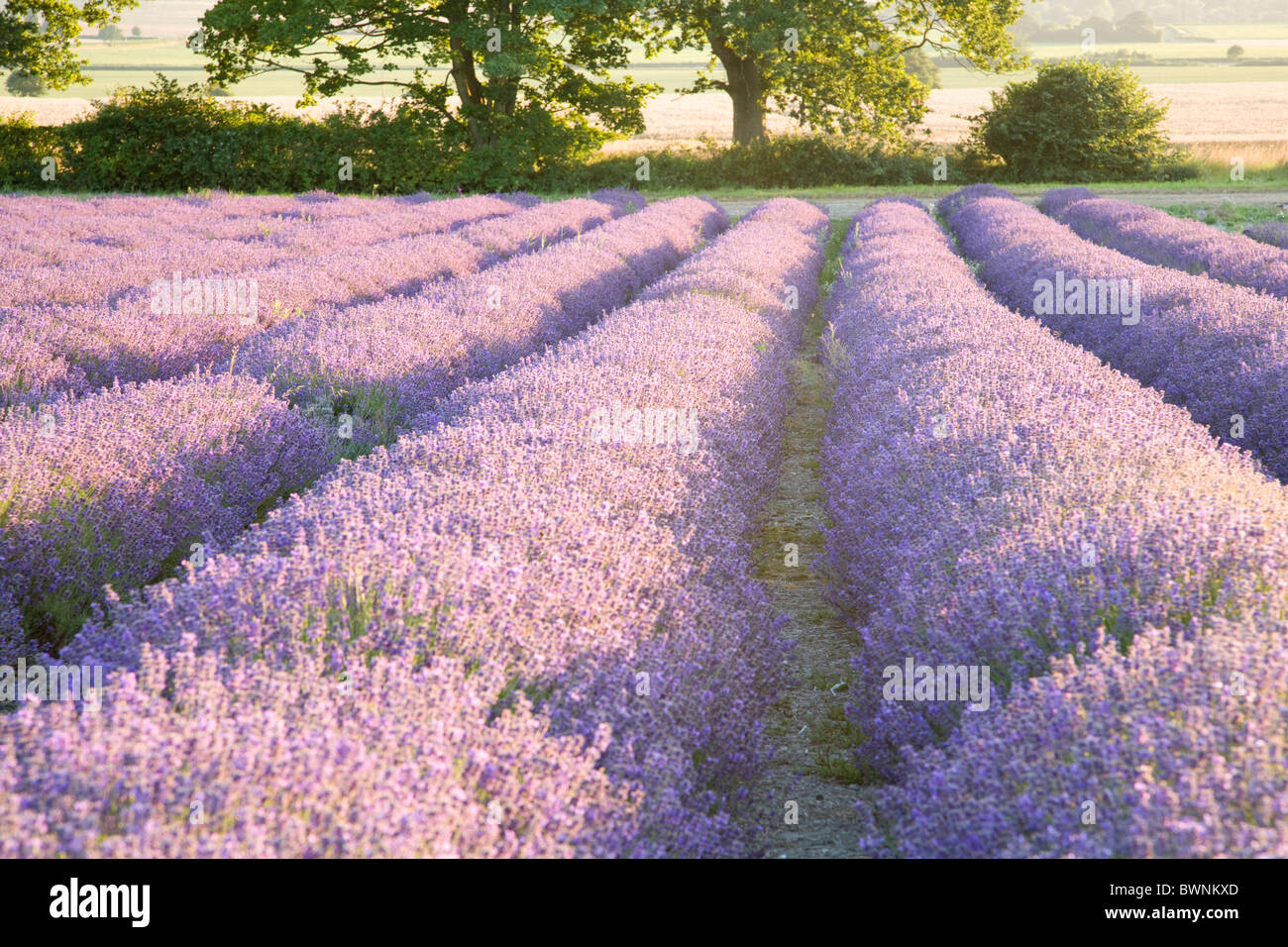 Lavender fields at Hartley Park Farm, Alton, Hampshire, England Stock ...
