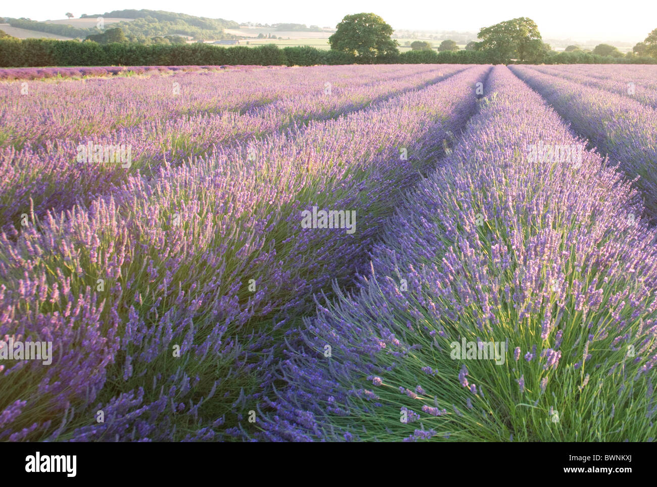Hartley farm park hi-res stock photography and images - Alamy