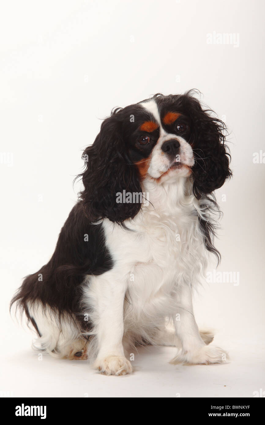 Cavalier King Charles Spaniel, tricolour Stock Photo - Alamy