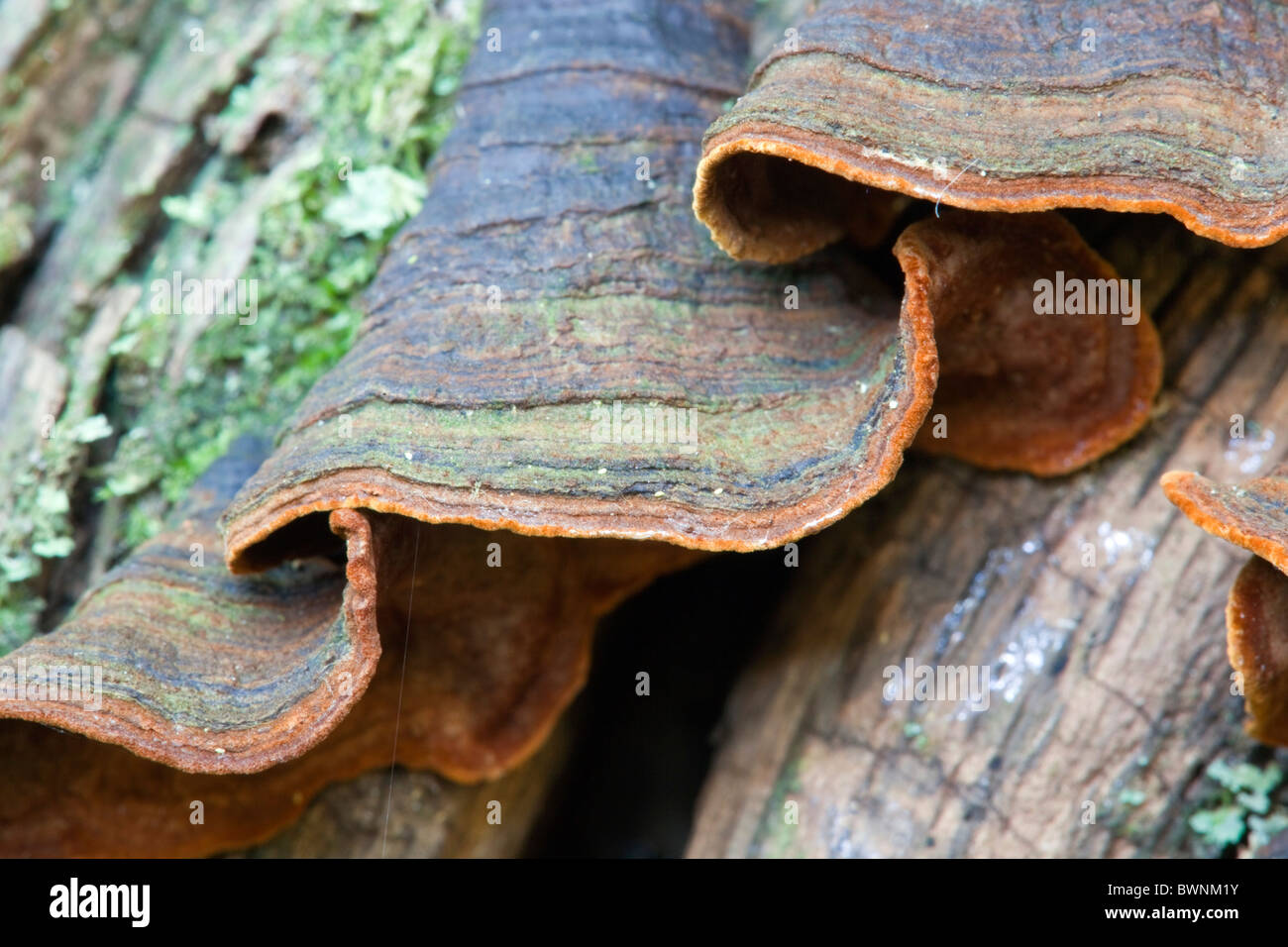 Many zoned polypore hi-res stock photography and images - Alamy