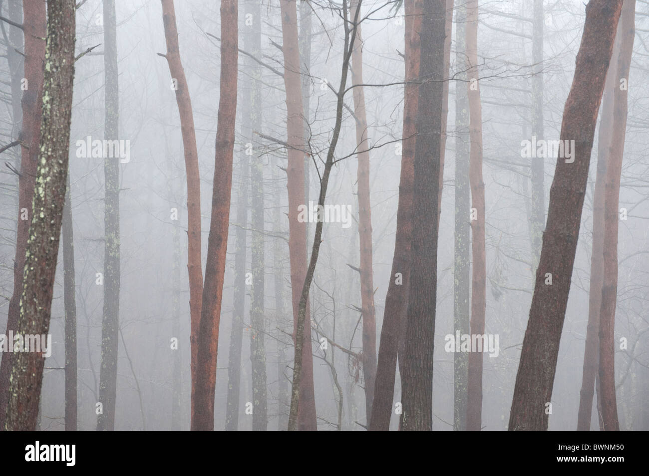 Misty pine trees hi-res stock photography and images - Alamy
