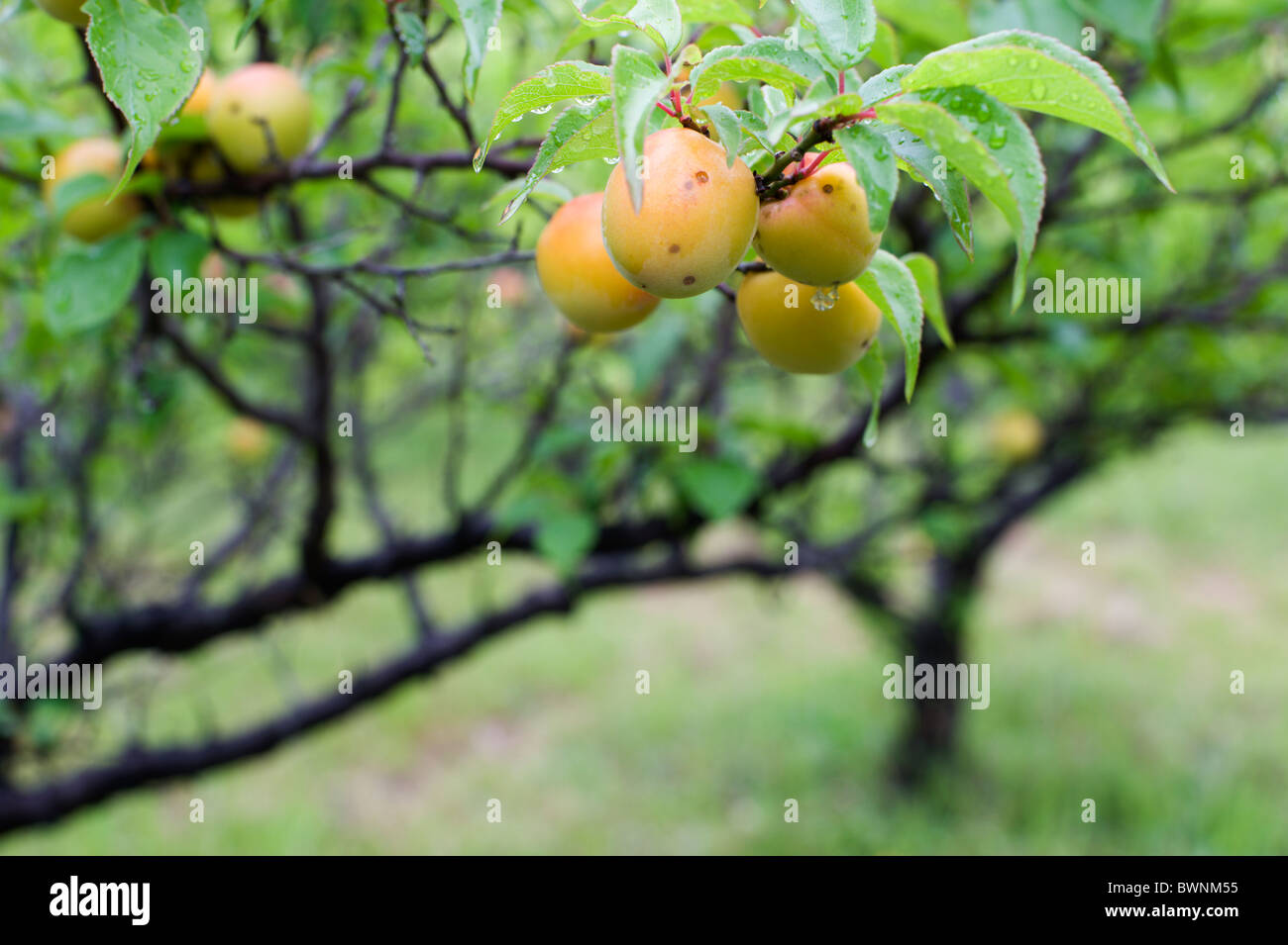 Japanese plums hi-res stock photography and images - Alamy