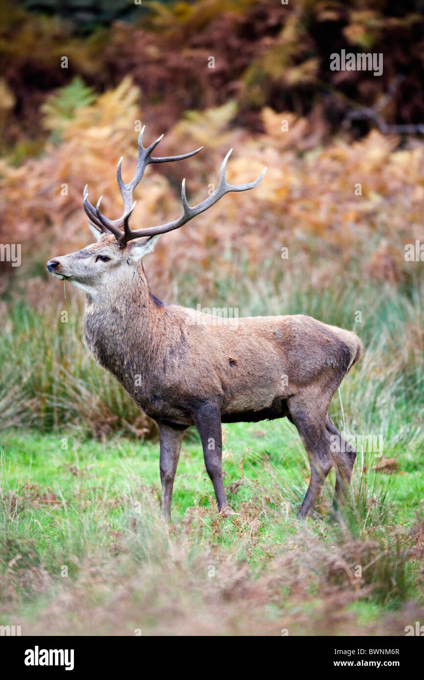 Magnificent red deer hi-res stock photography and images - Alamy