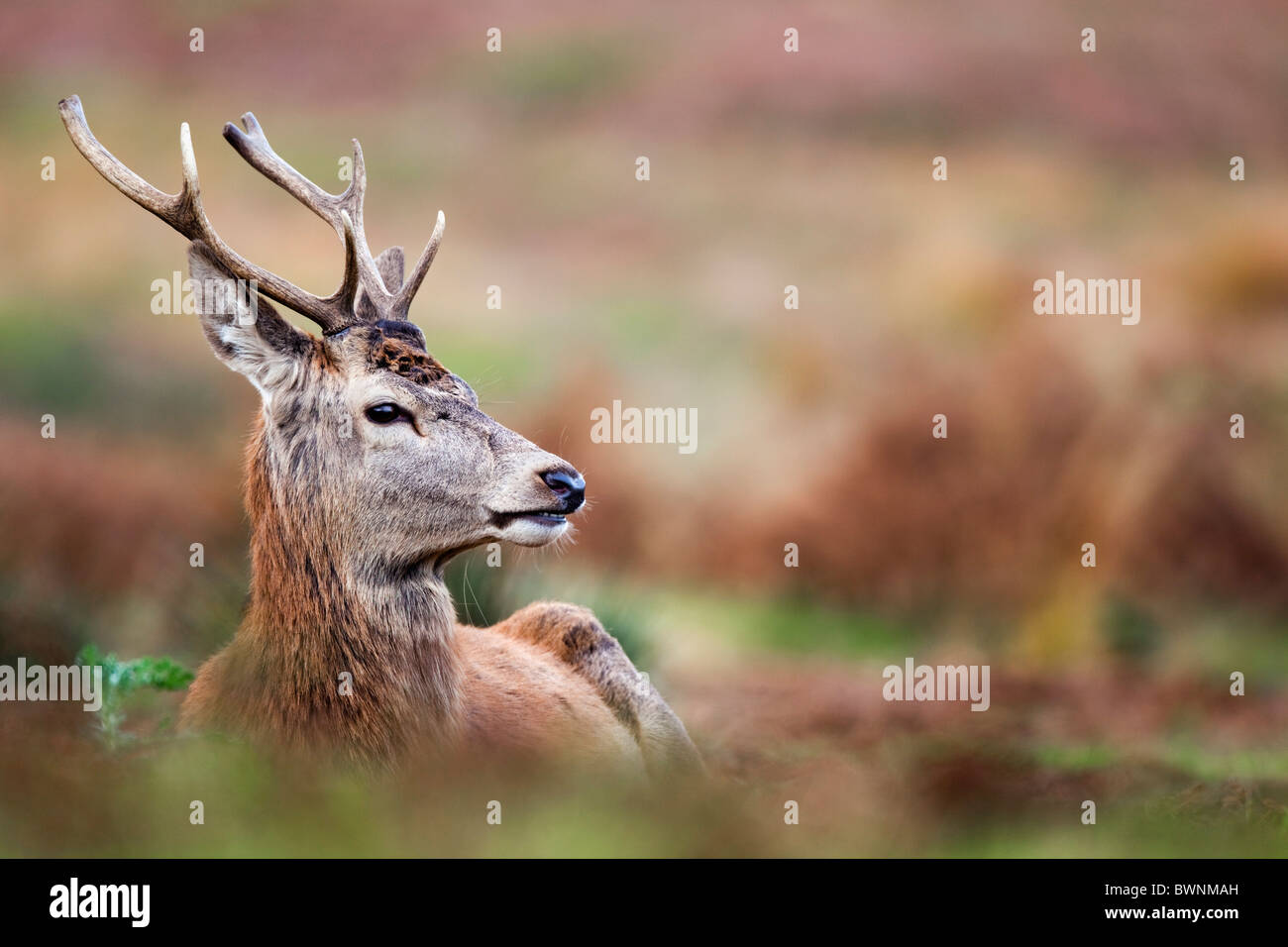 Red Deer; Cervus elaphus; stag; autumn Stock Photo - Alamy