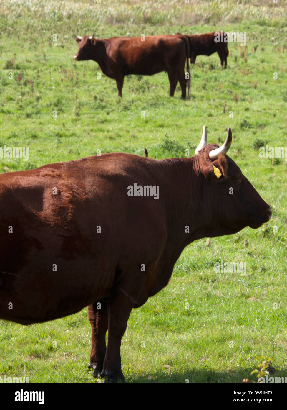 cattle in field farmland countryside Stock Photo - Alamy