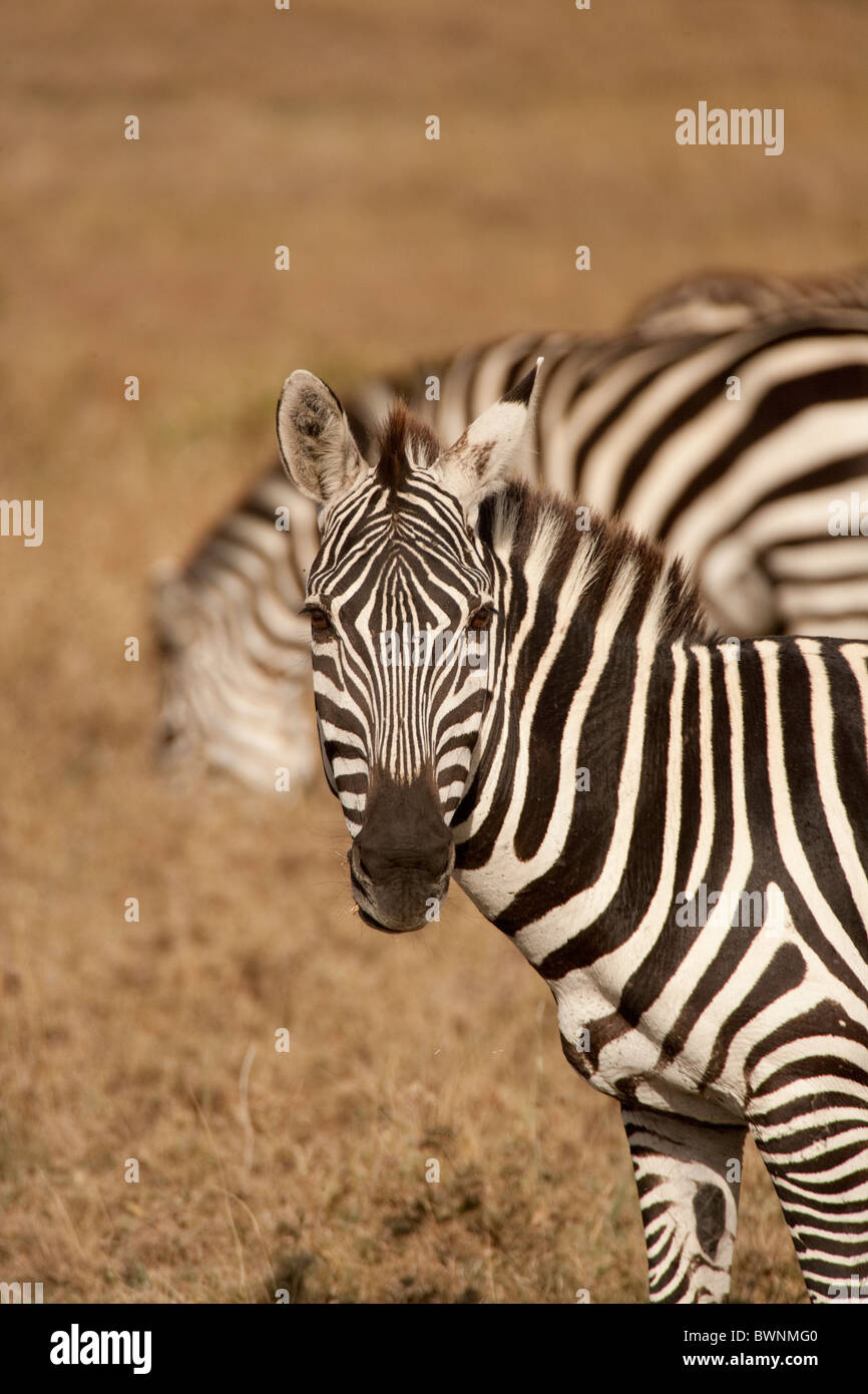 Zebra in the Masai Mara, Kenya, Africa Stock Photo - Alamy