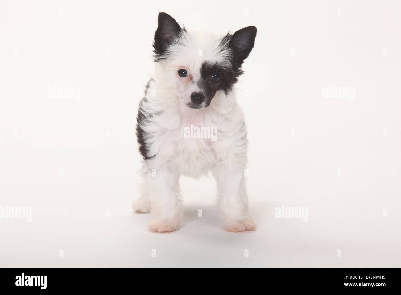 Chinese crested powder puff hi-res stock photography and images - Alamy