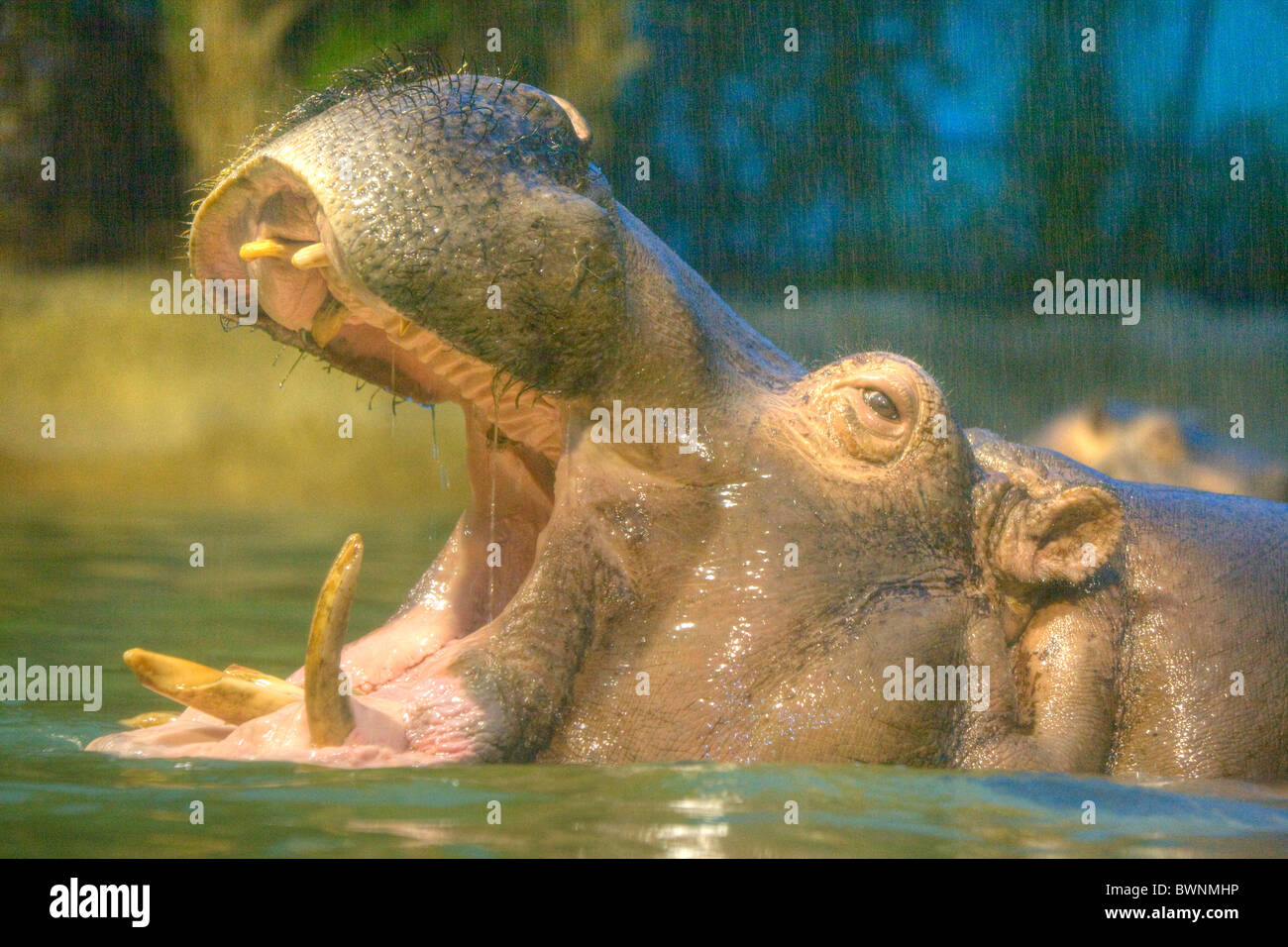 hippo with mouth open in Berlin zoo Stock Photo - Alamy
