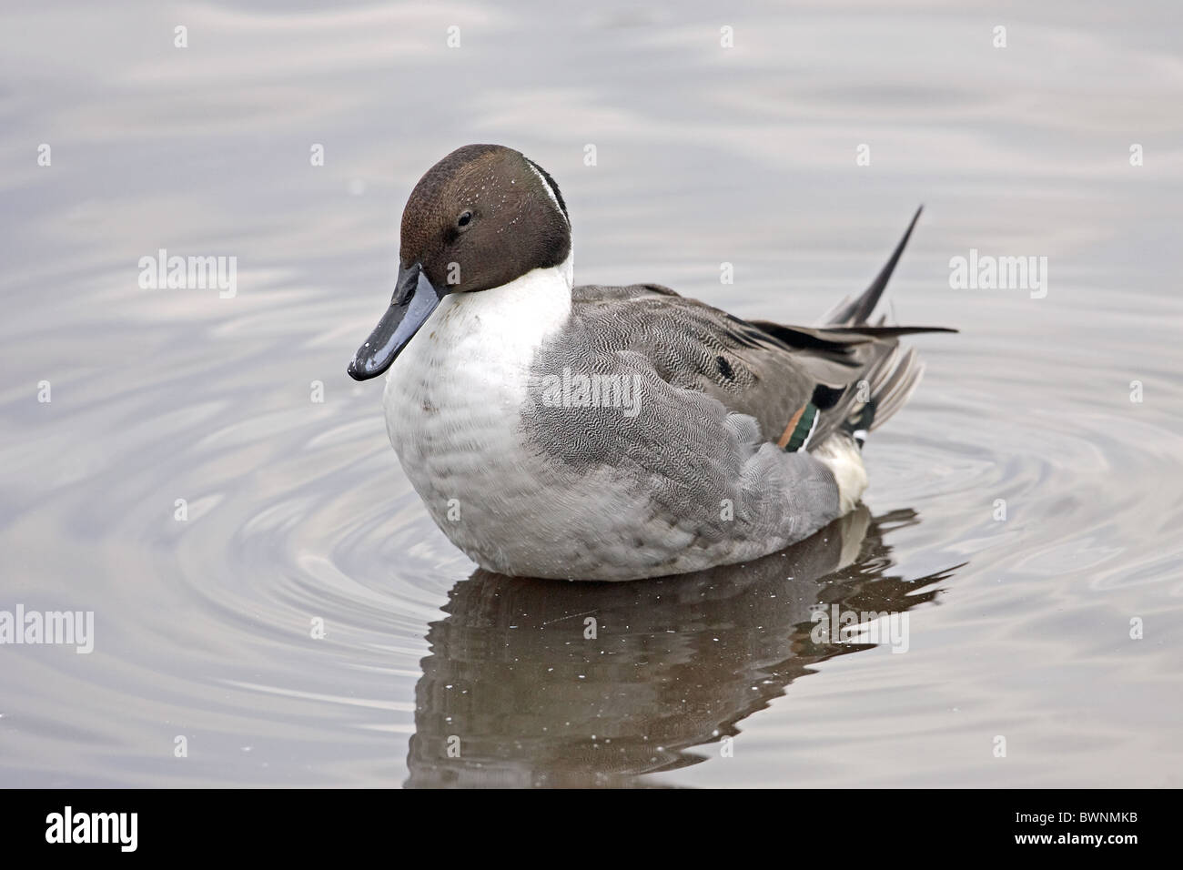 A Pintail drake Stock Photo - Alamy