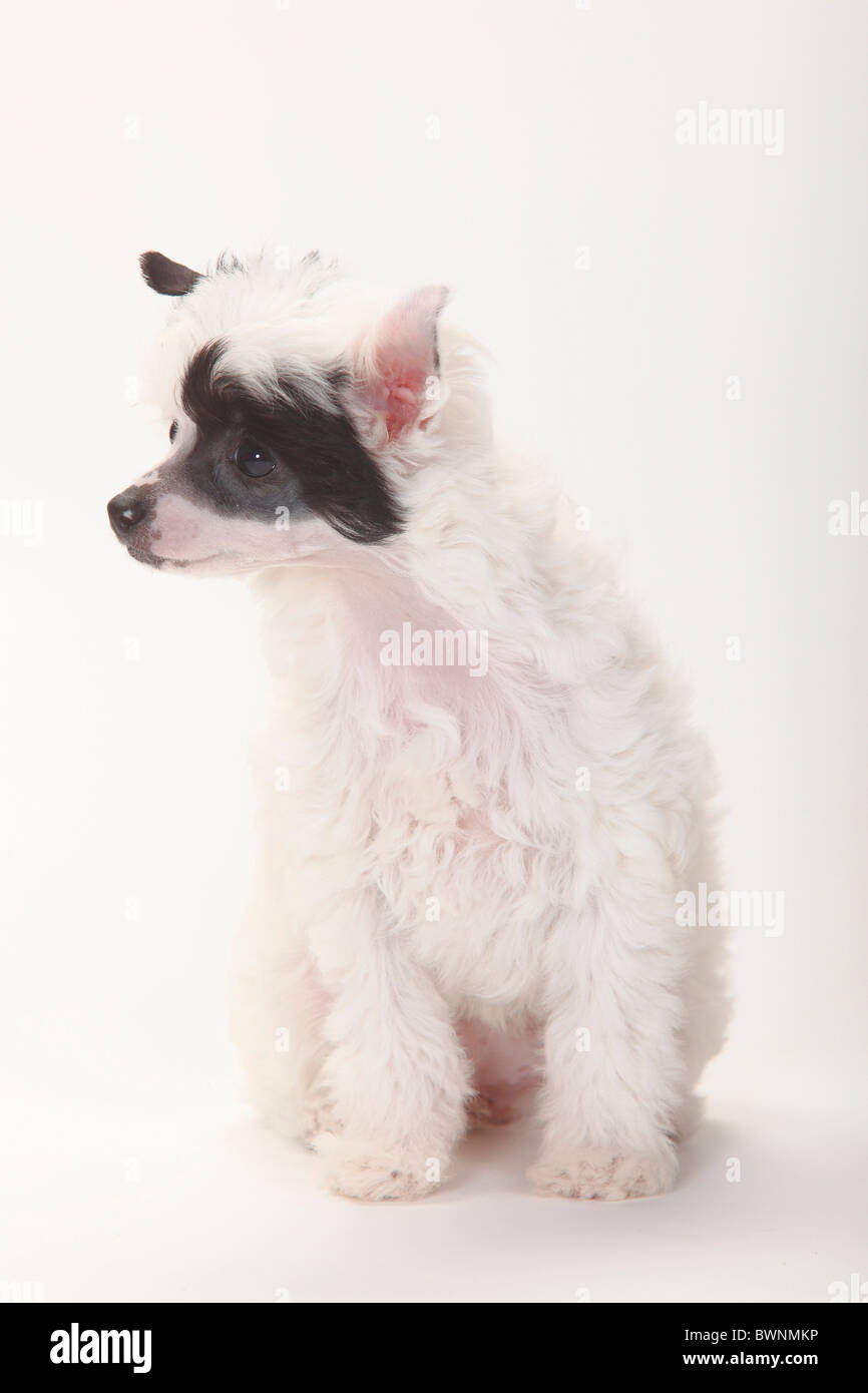 Chinese crested powder puff hi-res stock photography and images - Alamy