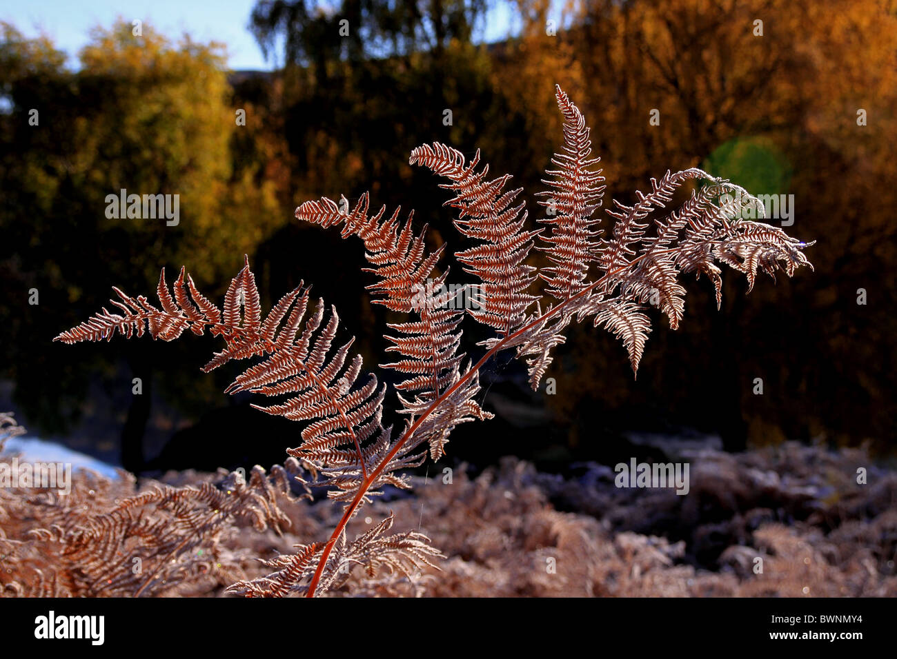 Frozen bracken hi-res stock photography and images - Alamy