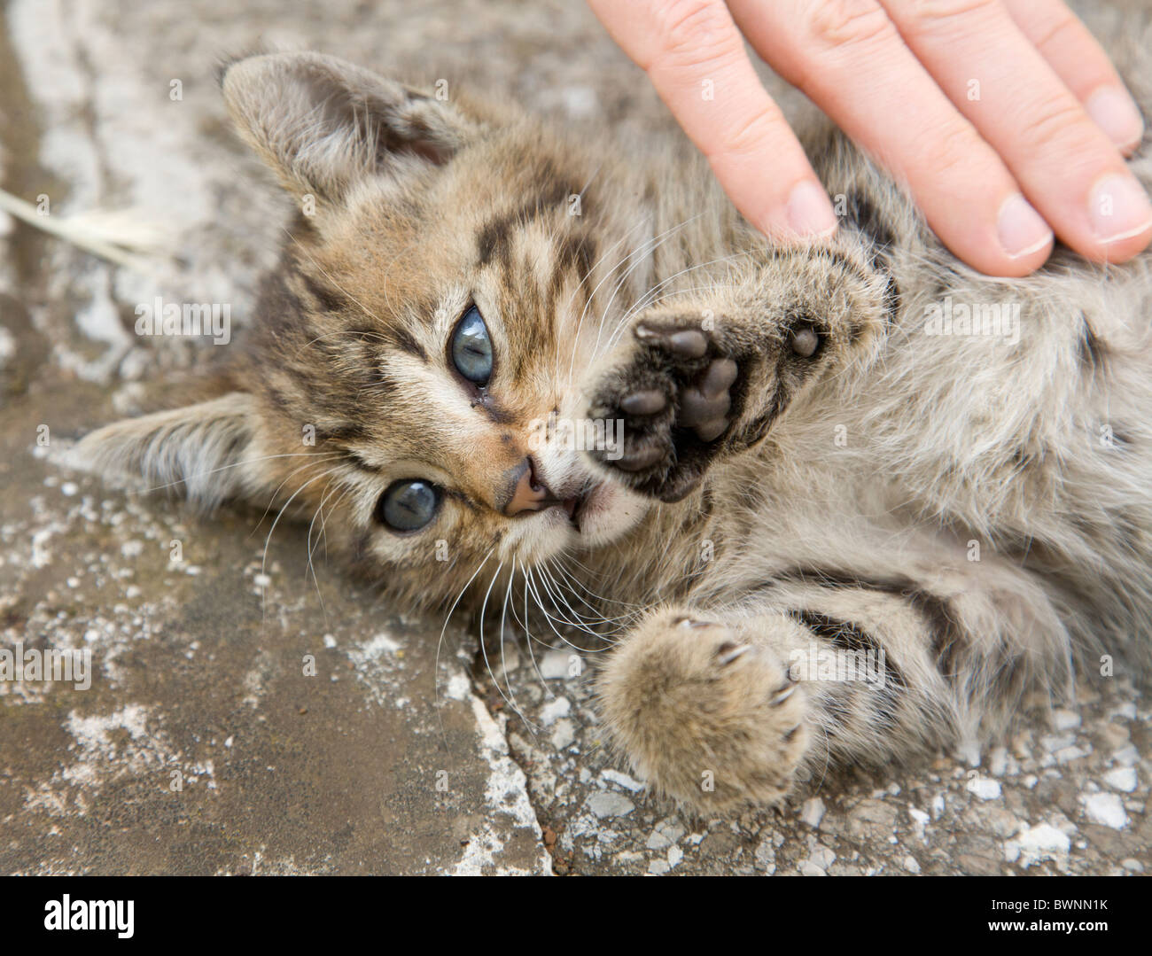 Tabby kitten playing with womans hand Stock Photo - Alamy