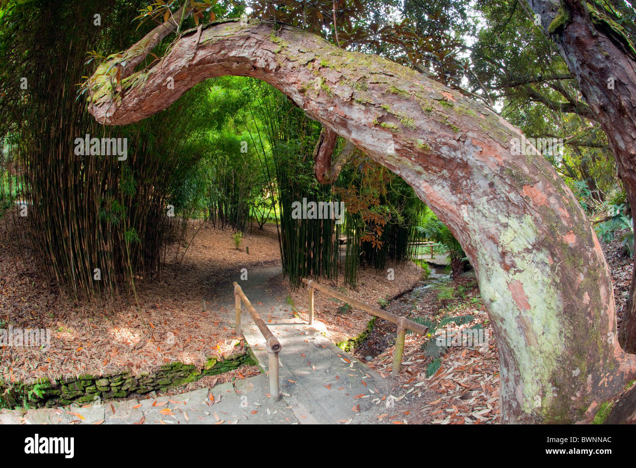 Trebah Garden; bamboo area; fish-eye lens; Cornwall Stock Photo - Alamy