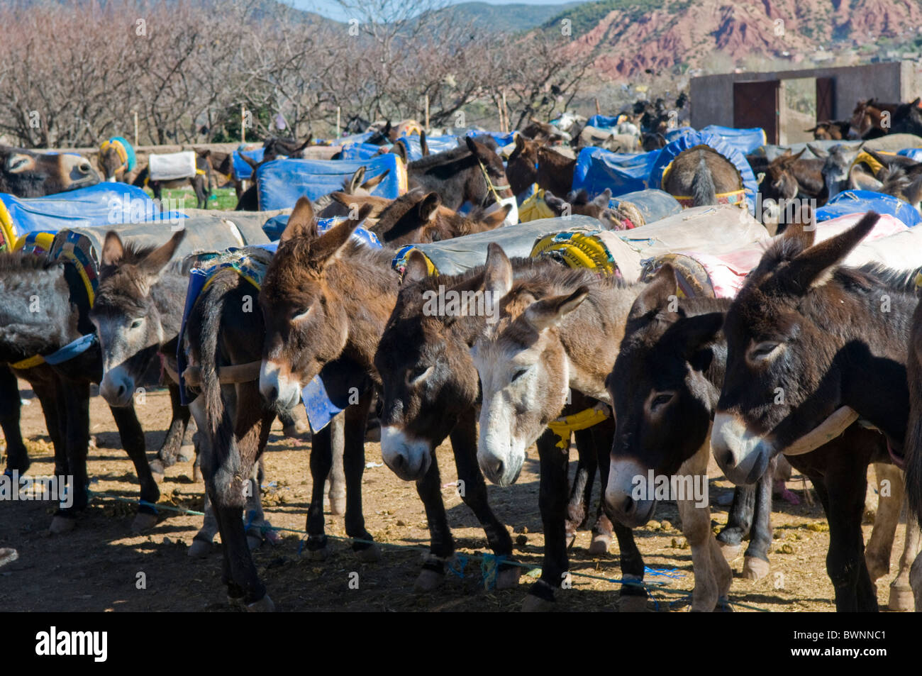 Donkeys carrying load hi-res stock photography and images - Alamy