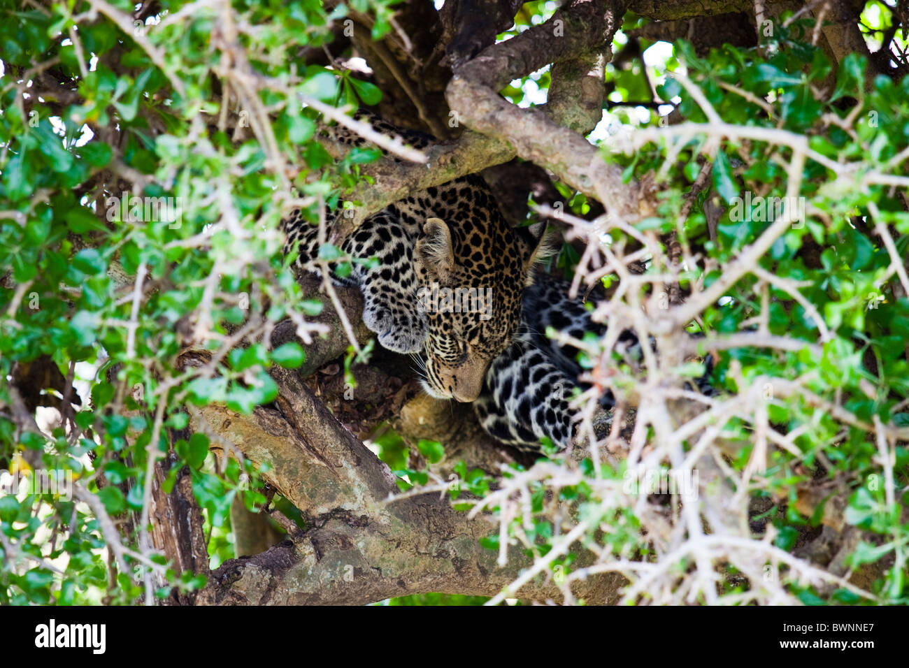 Leopard sleeping in a tree hi-res stock photography and images - Alamy