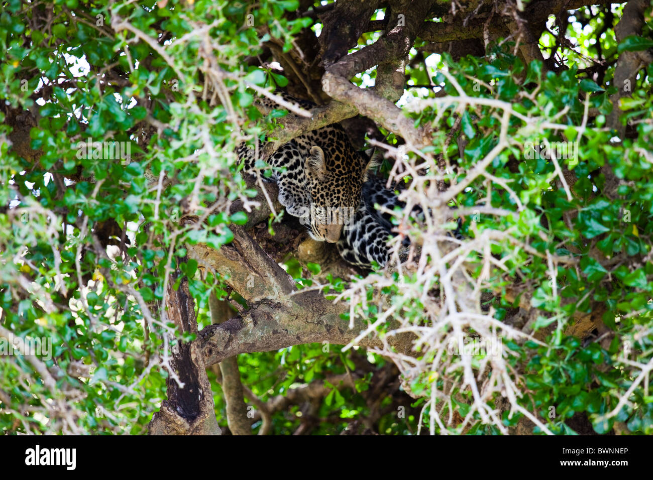 Leopard sleeping in a tree hi-res stock photography and images - Alamy