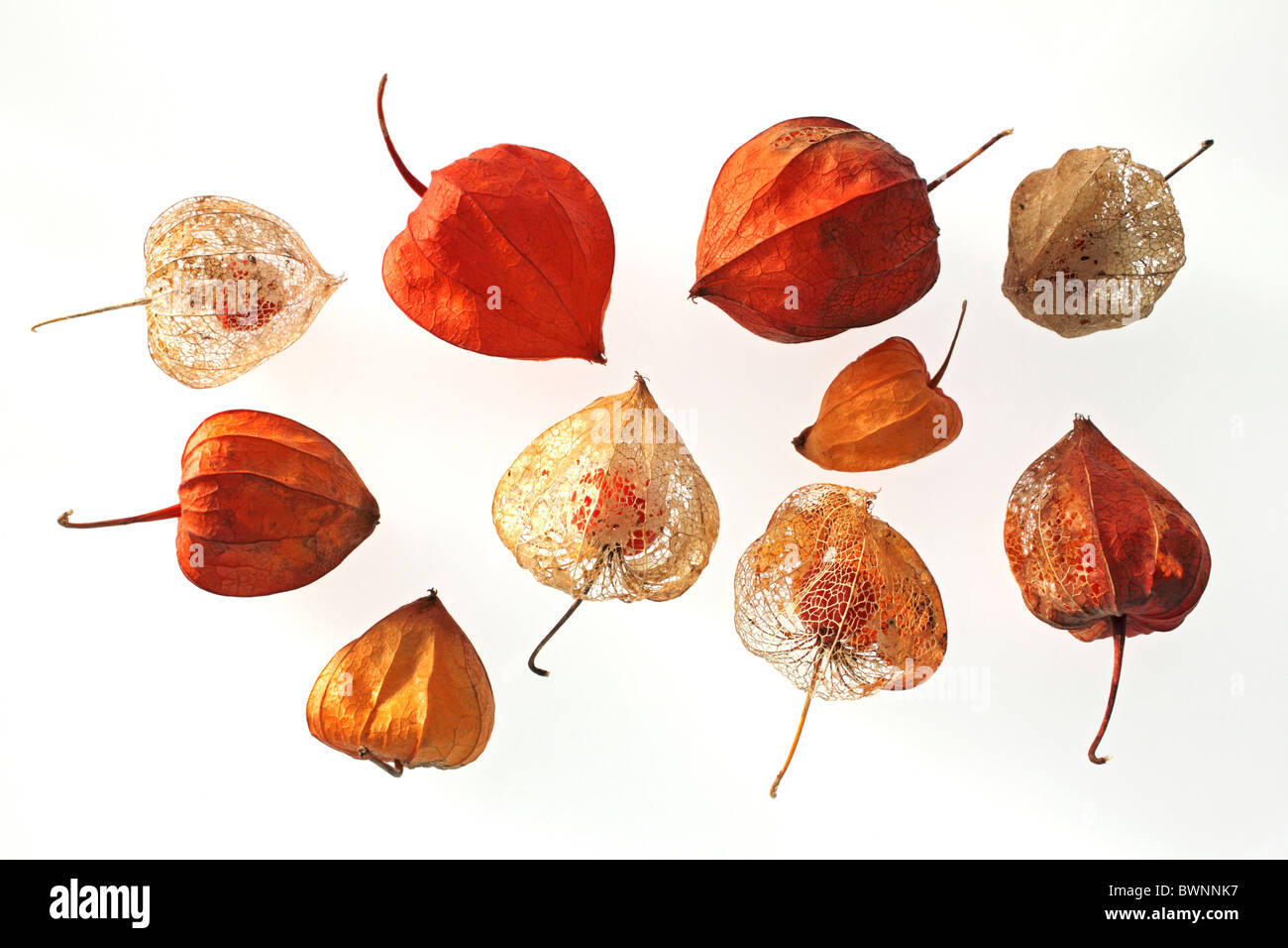 Orange seed pod hi-res stock photography and images - Alamy