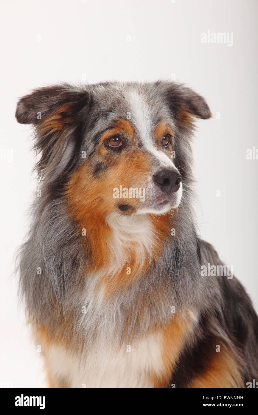 Australian Shepherd, blue-merle Stock Photo - Alamy