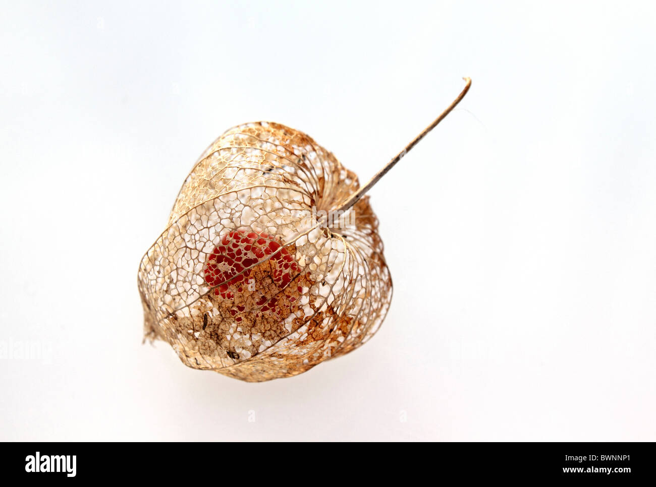 The skeleton seed pods of Physalis alkekengi or Chinese Lantern, studio ...