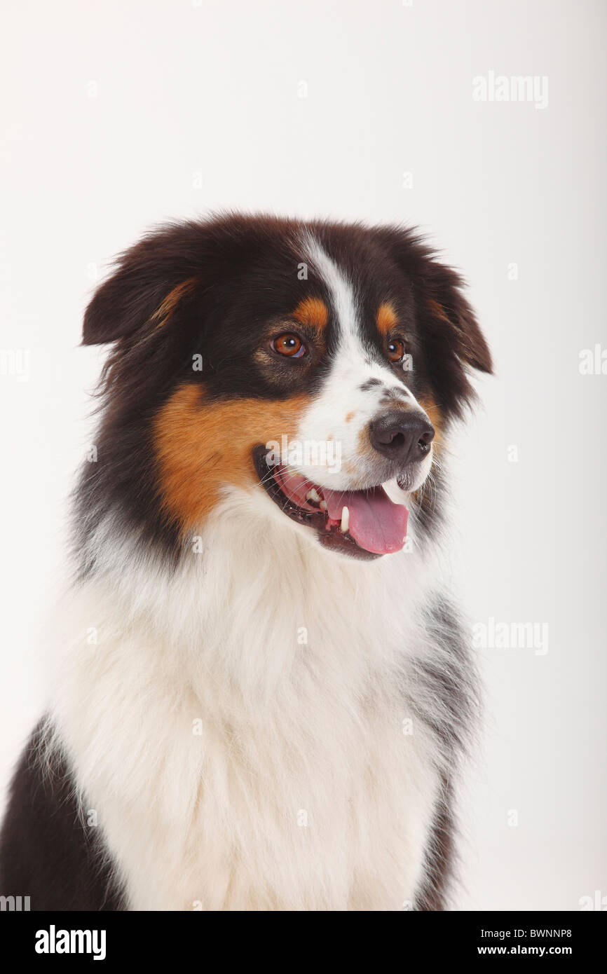 Australian shepherd black tri adult hi-res stock photography and images ...