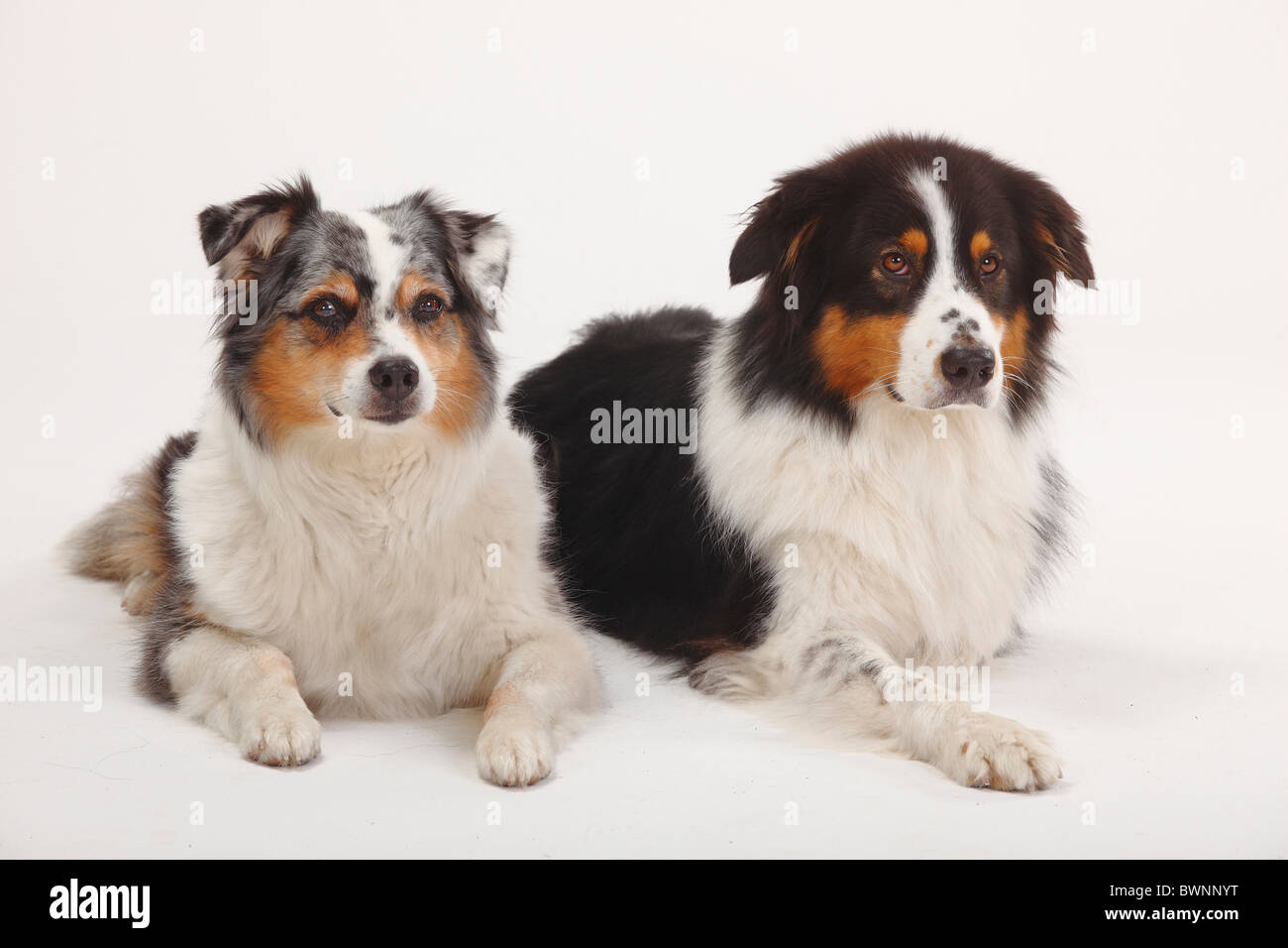 Australian Shepherds, black-tri and blue-merle Stock Photo - Alamy