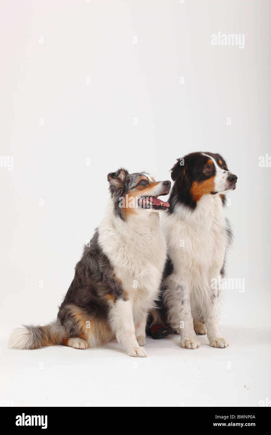 Black tri blue merle hi-res stock photography and images - Alamy