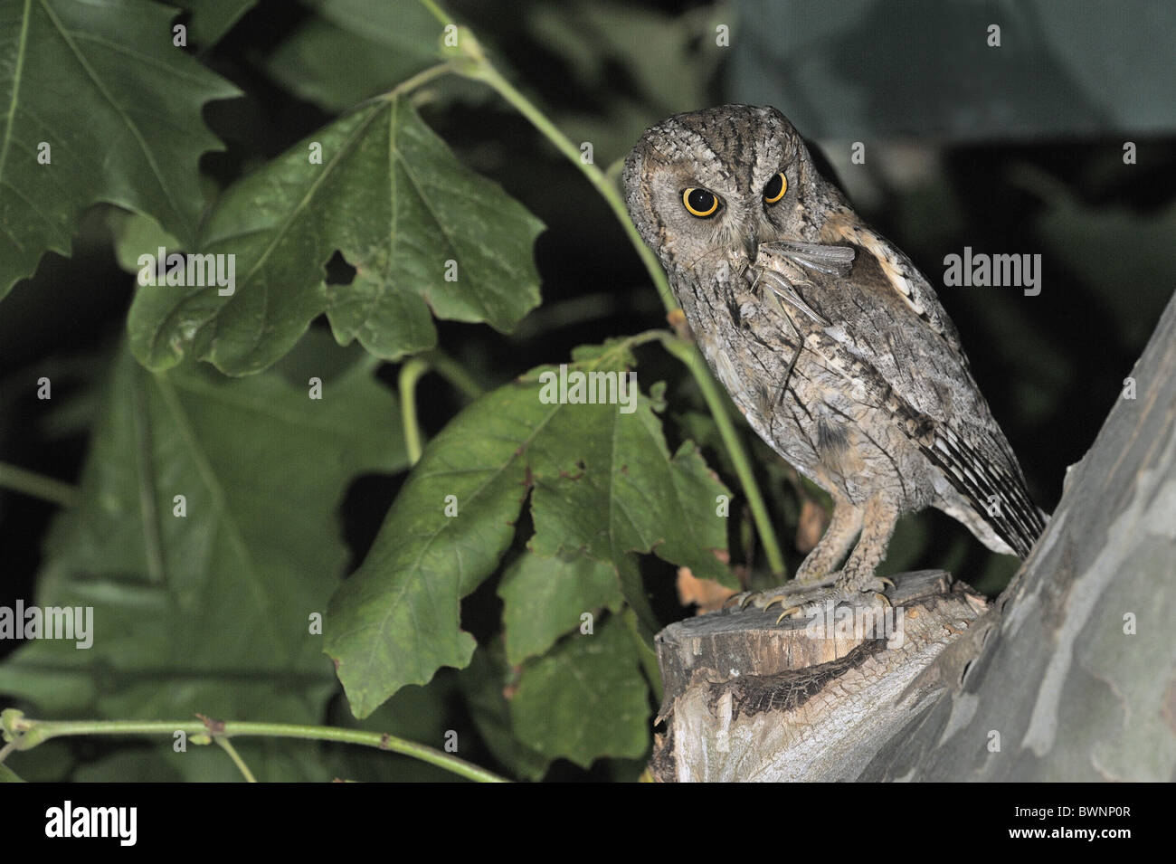 Scops owl - Eurasian scops owl - European scops owl (Otus scops ...