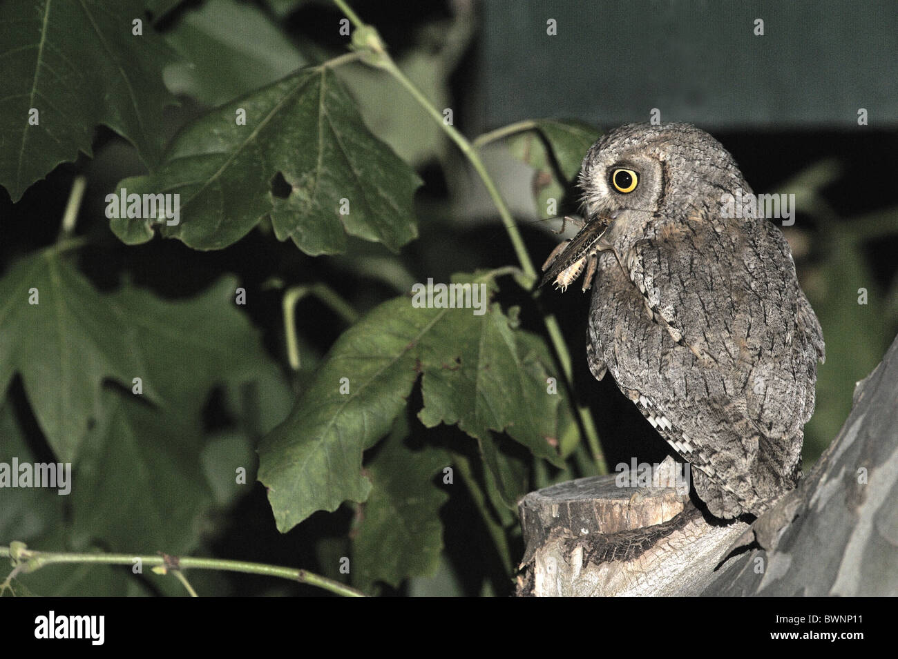 Scops owl - Eurasian scops owl - European scops owl (Otus scops ...