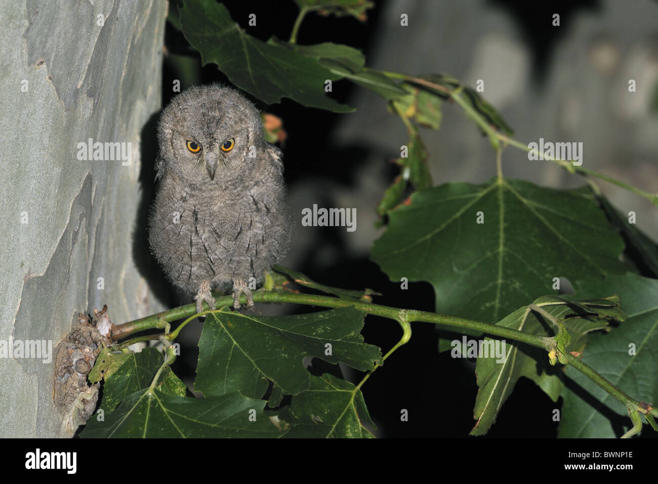 Scops owl - Eurasian scops owl - European scops owl (Otus scops) chick ...
