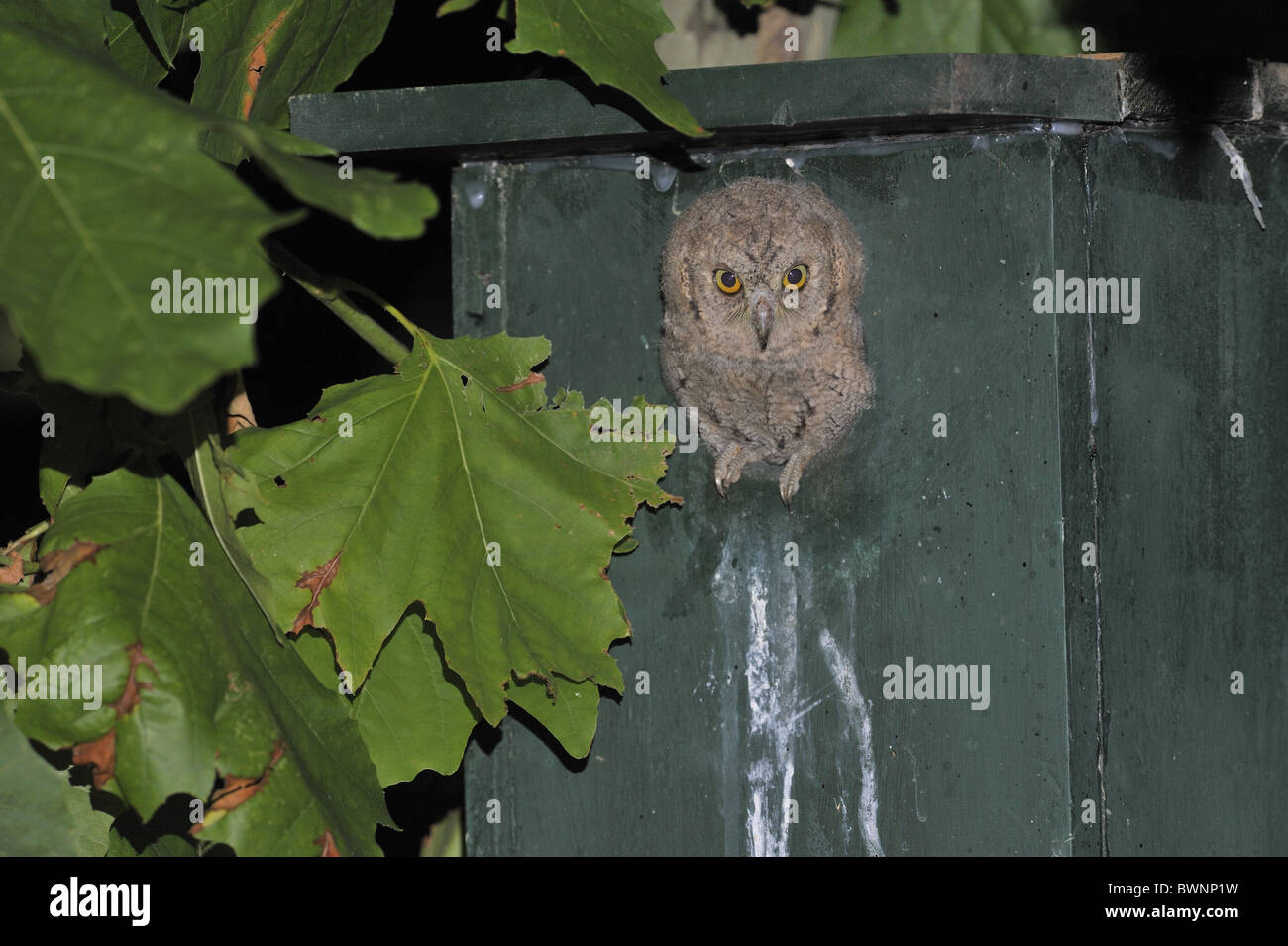 Scops owl - Eurasian scops owl - European scops owl (Otus scops) chick ...