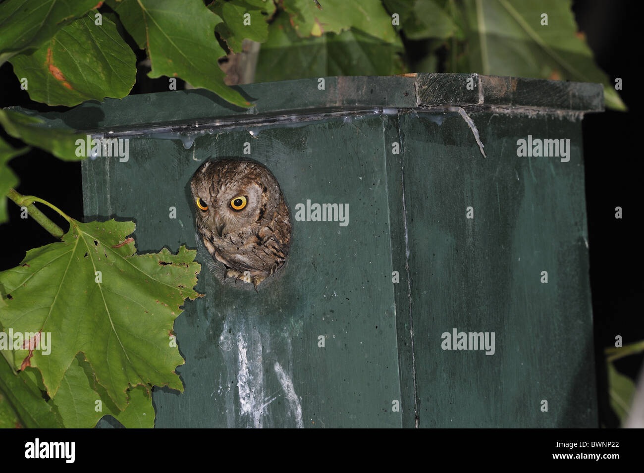 Scops owl - Eurasian scops owl - European scops owl (Otus scops) adult ...