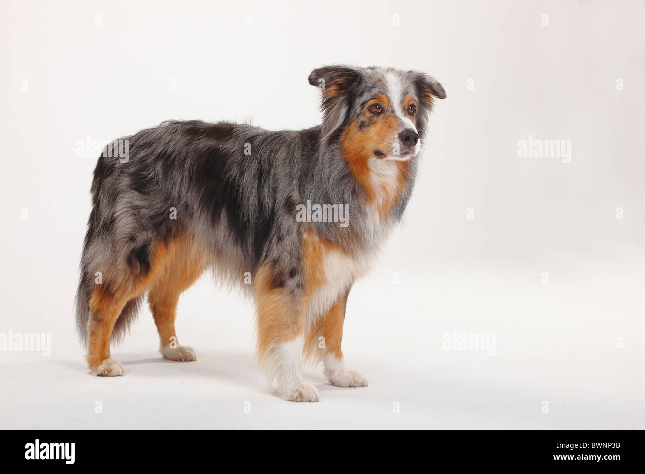 Blue merle hi-res stock photography and images - Alamy