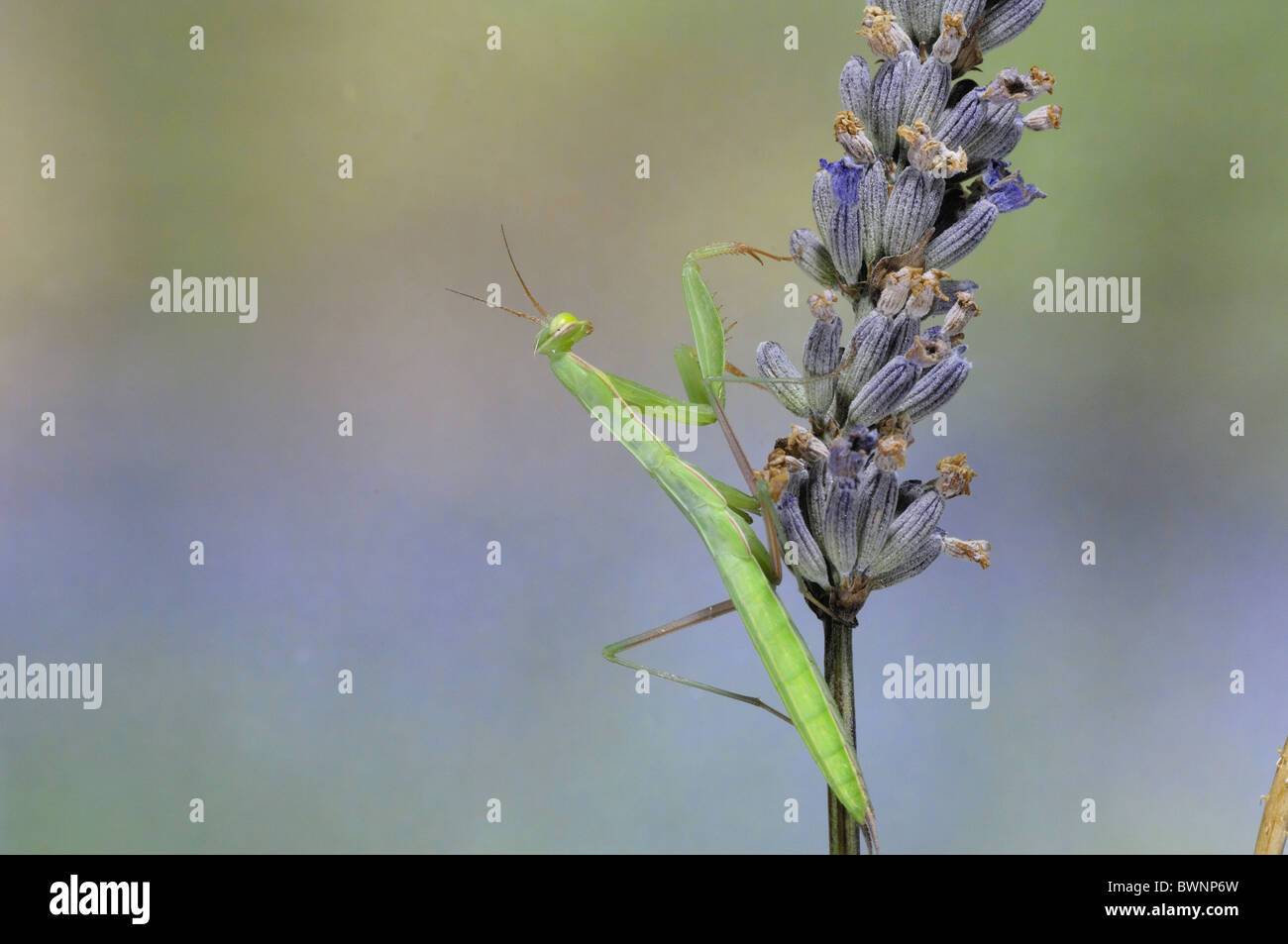 European Praying mantis - European mantis (Mantis religiosa) green ...