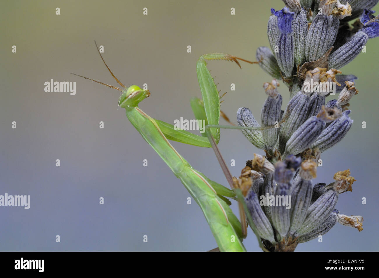 European Praying mantis - European mantis (Mantis religiosa) green ...