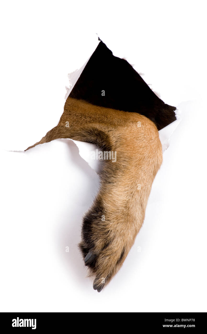 object on white - dog foot close up Stock Photo - Alamy
