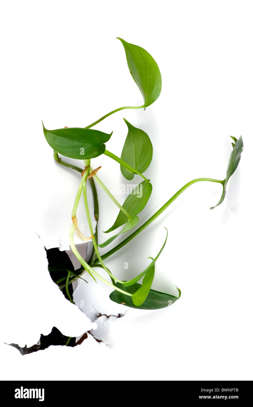 object on white - flower on white paper Stock Photo - Alamy