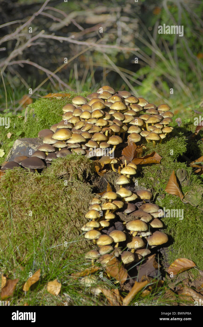 Sulphur tuft - Sulfur tuft (Hypholoma fasciculare - Nematoloma ...