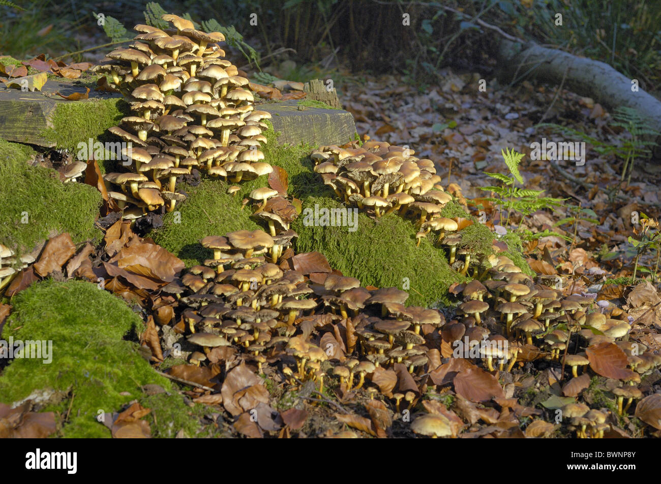 Sulphur tuft - Sulfur tuft (Hypholoma fasciculare - Nematoloma ...