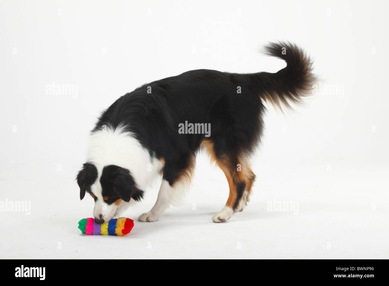Australian Shepherd, male, black-tri / toy Stock Photo - Alamy
