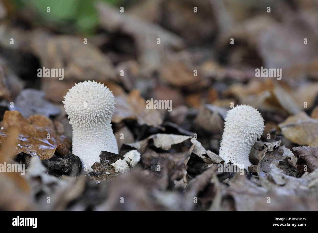 Devils snuff box hi-res stock photography and images - Alamy