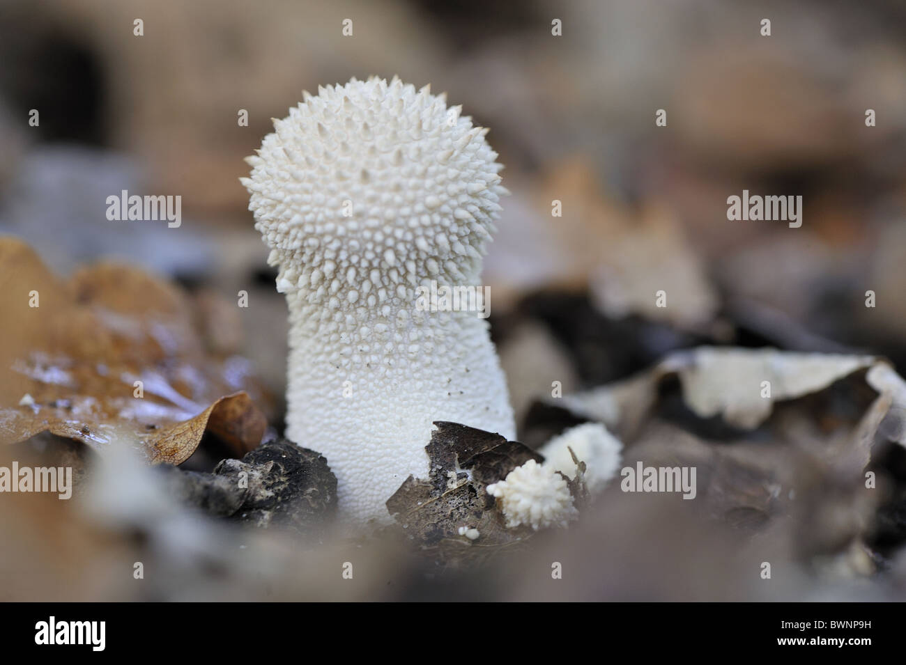 Common puffball - Gem-studded puffball - Devil's snuff-box - Pearly ...
